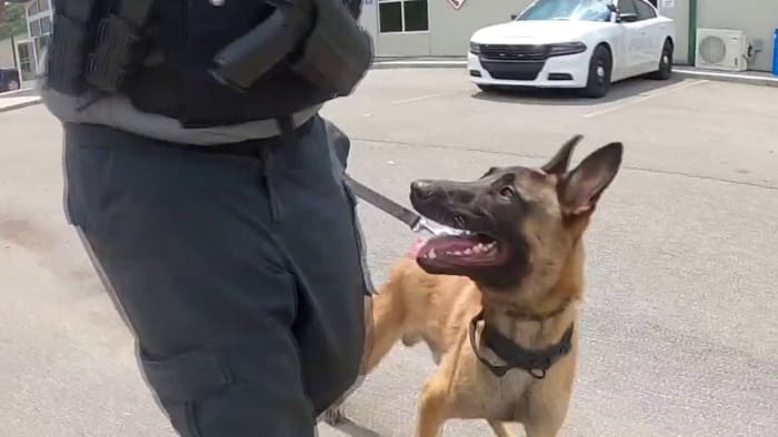 WATCH: Boones Mill Police Department welcomes new K9 Officer Rex