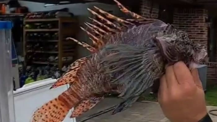 Invasive lionfish ‘destroying’ native fish populations off Northeast ...