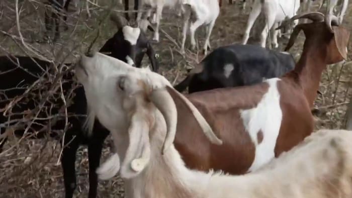 Check out the adorable ‘mowing’ goats at the Houston Arboretum