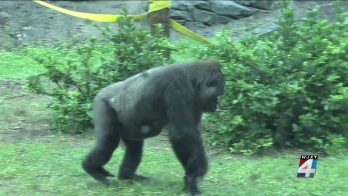 Jacksonville Zoo mourns 4th ape death from Shigella; ensures remaining ...