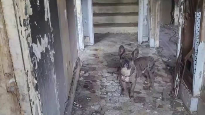 Detroit_Animal_Control