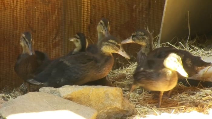 Southwest Virginia Wildlife Center rescues ducklings from Virginia Tech ...