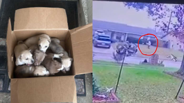 Stranger captured on camera dropping box of puppies on porch of NW ...