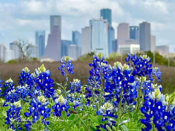 Where are Houston’s Bluebonnets?