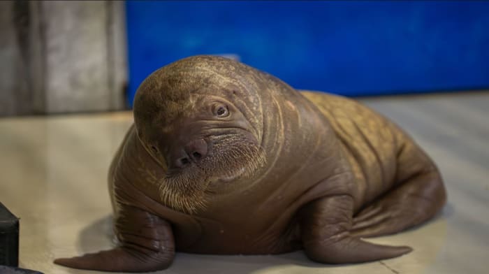 Orphaned Pacific walrus finds new home at SeaWorld Orlando