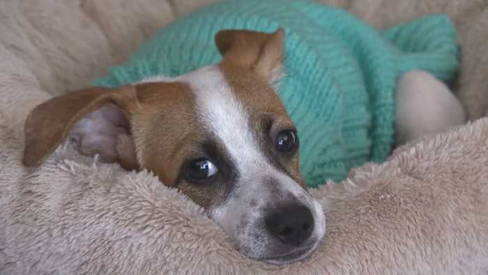 No charges issued for severe burns to Detroit dog ‘Gideon,’ sparking ...