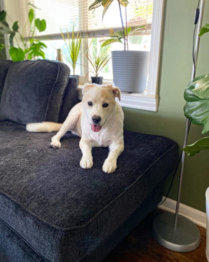 It’s International Dog Day! Share a photo of your beloved pup