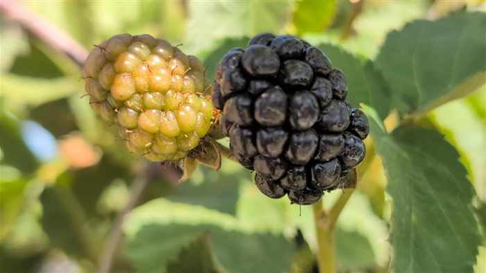 ‘I’ve never seen a state so green burn so fast:’ Dry, drought-like ...