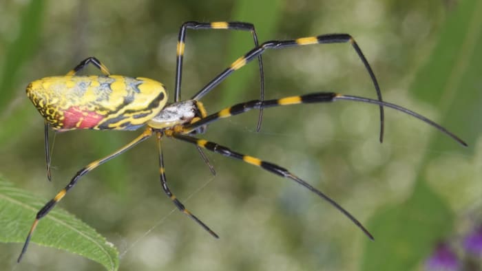 Japanese Joro spiders are spreading in the US, but not in Florida yet ...