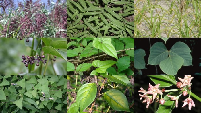 Here are the invasive grasses and vines Michigan residents should know ...