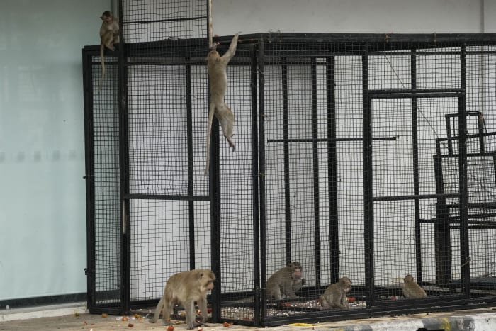 Thai town maddened by marauding monkeys launches plan to lock them up and send them away