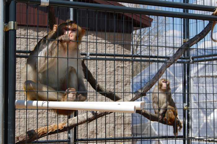 Monkeys that escaped a lab are a species used for human research since ...
