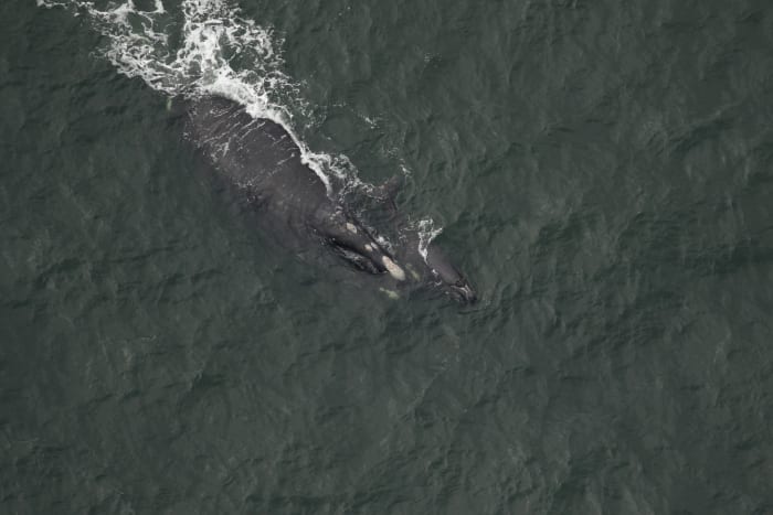 9 right whale calves spotted so far this season
