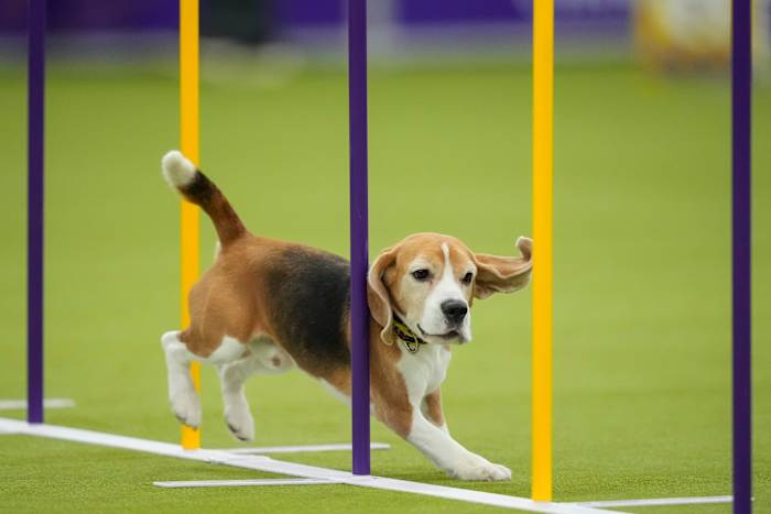 Wowed by the agility dogs at the Westminster show? Handlers explain how ...