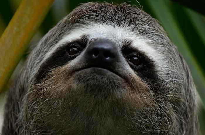 Sickness, cold killed nearly 30 sloths at a Florida import warehouse in ...