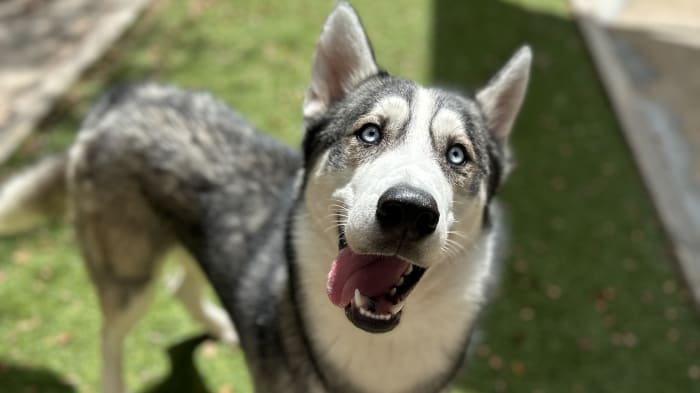 Siberian Husky survives gunshot injuries, now available for adoption