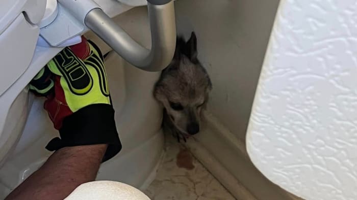 Tippy the dog rescued after getting stuck behind toilet in The Woodlands