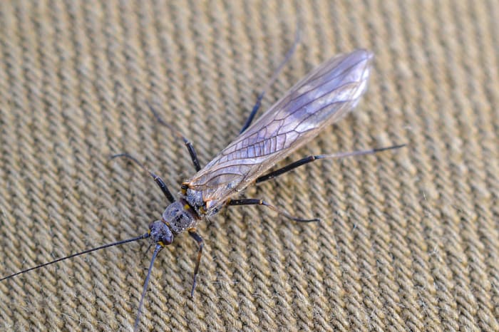 This could be Michigan’s first state insect, thanks to a group of 5th ...