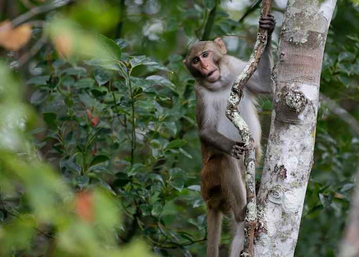 Last 4 escaped monkeys are captured in South Carolina after months on ...