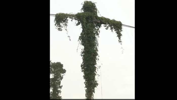 ‘Vine that ate the South’: An invasive Florida weed poses a huge threat ...