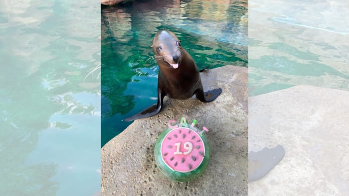 ‘One in a melon’: Houston Zoo’s sea lion Cali celebrates 19th birthday ...