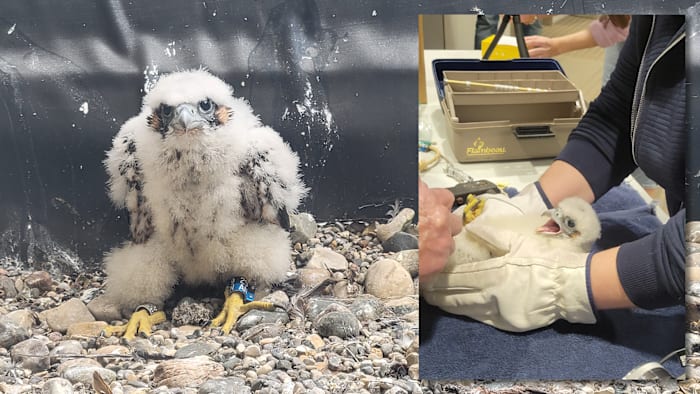 Macomb County welcomes 3 baby peregrine falcons to downtown Mount Clemens