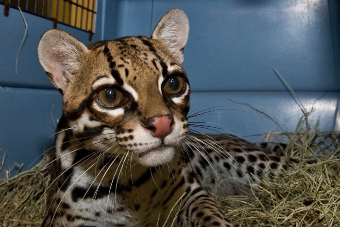 how do ocelots hunt