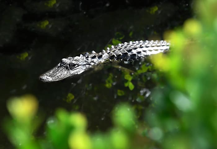 Florida woman bitten, pulled underwater by alligator during boat outing ...