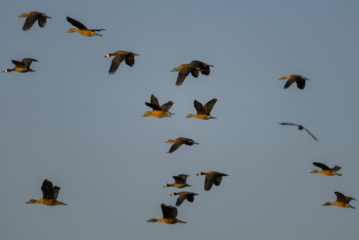 Things Georgia waterfowl hunters need to know ahead of duck hunting season