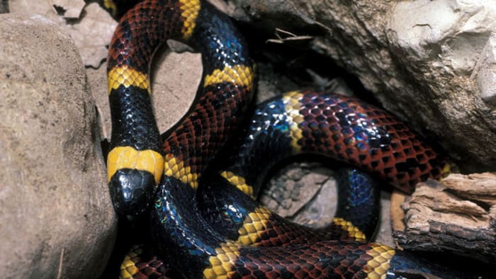 coral snake bite