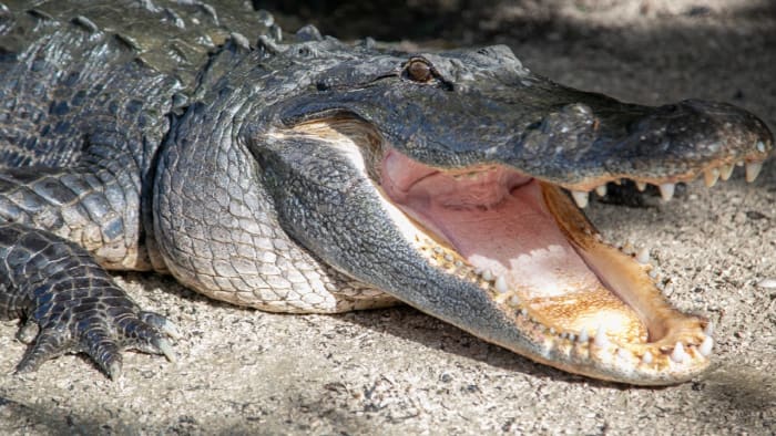 Alligator spotted at Floresville’s River Park, city says