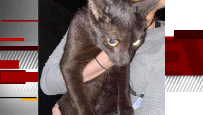 Cat from collapsed building found alive, returned to family