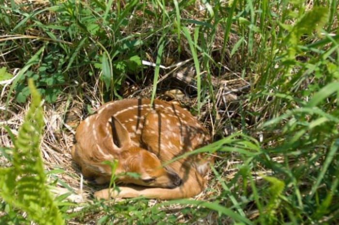 Baby animals left alone might not be abandoned -- what you should (and ...