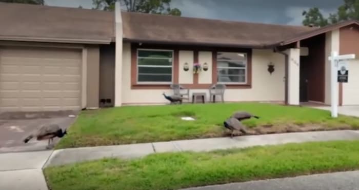 An out-of-control peacock population is causing headaches, leaving ...