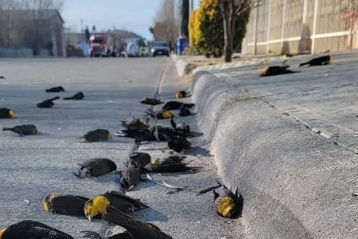 Viral video shows hundreds of birds fall from sky in Mexico