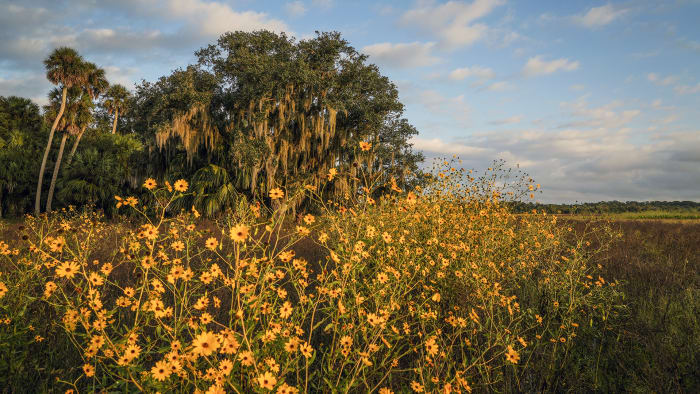 How to see fall wildflowers in Central Florida