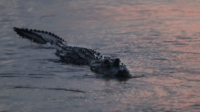8-foot alligator attacks 77-year-old woman in gated Florida community