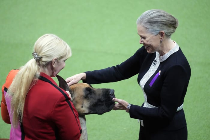 A 'PBGV' wins Westminster dog show, a first for the breed