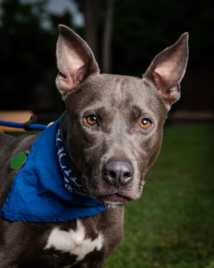 KPRC 2 Pet Project: Meet Scout, the fearless survivor with a heart of gold