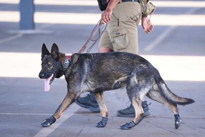 Some sniffer dogs at the Club World Cup outfitted with booties to ...