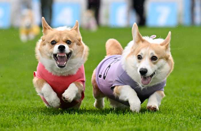 Queen Elizabeth II's favorite dogs race for glory in Britain's Corgi Derby