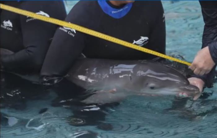 Discovery Cove’s newest dolphin needs a name. Here’s how you can help ...