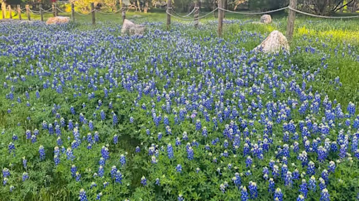 Understanding the difference between astronomical and meteorological spring