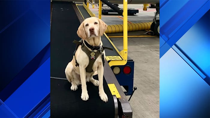 MDSO K9 muere tras estar involucrada en un accidente durante una ...