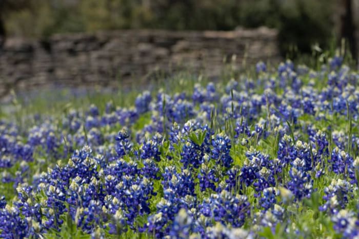 can you pick state flowers