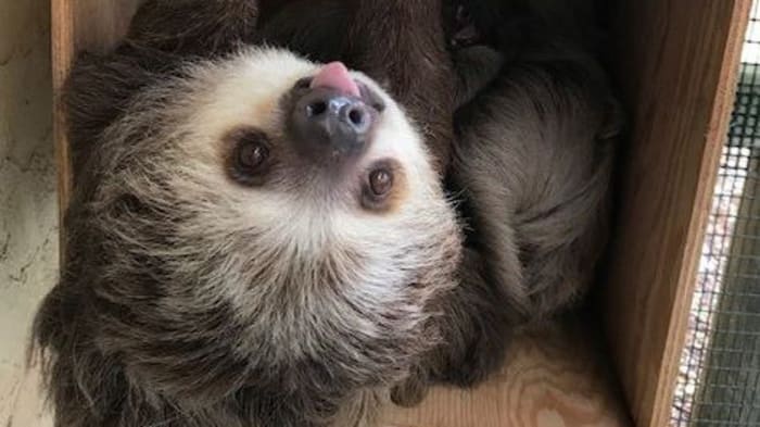 It’s International Sloth Day