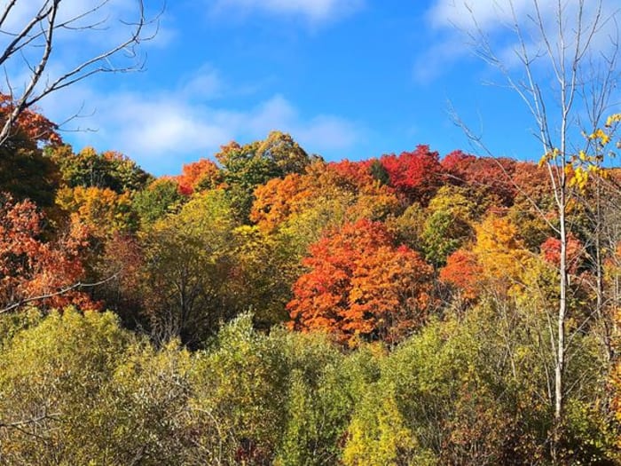 A4 Fall Photo Challenge 2020: The Winners