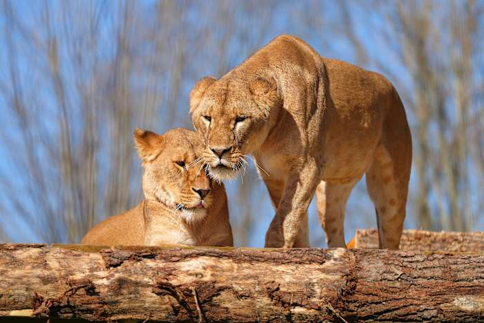 5 lions rescued from the war in Ukraine settle into a new life in England