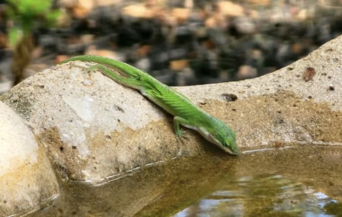 Outdoors newsletter: TPWD brings awareness to fatal deer disease; Video ...