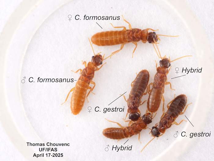 Two of the world’s most destructive termite species got together to ...